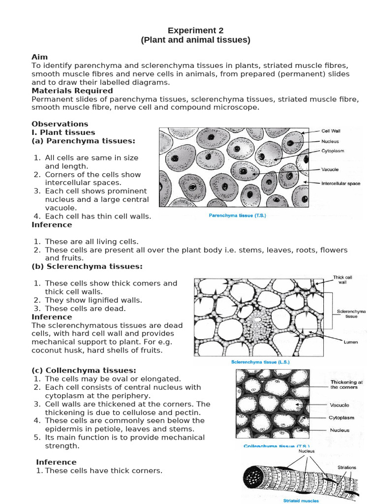 Experiment 2-Plant and Animal Tissues | PDF | Tissue (Biology) | Anatomy
