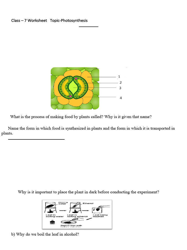 Grade 7 Photosynthesis Worksheet | PDF | Photosynthesis | Plants