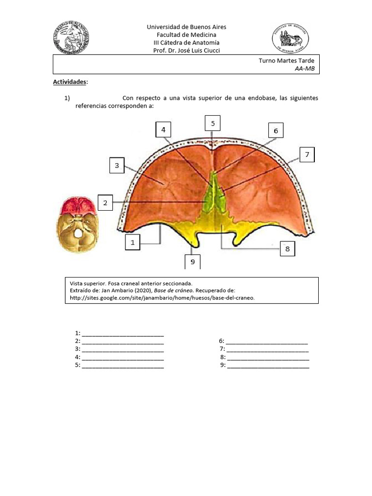 Anatomía de la Fosa Craneal Anterior | PDF | Cabeza y cuello humanos ...