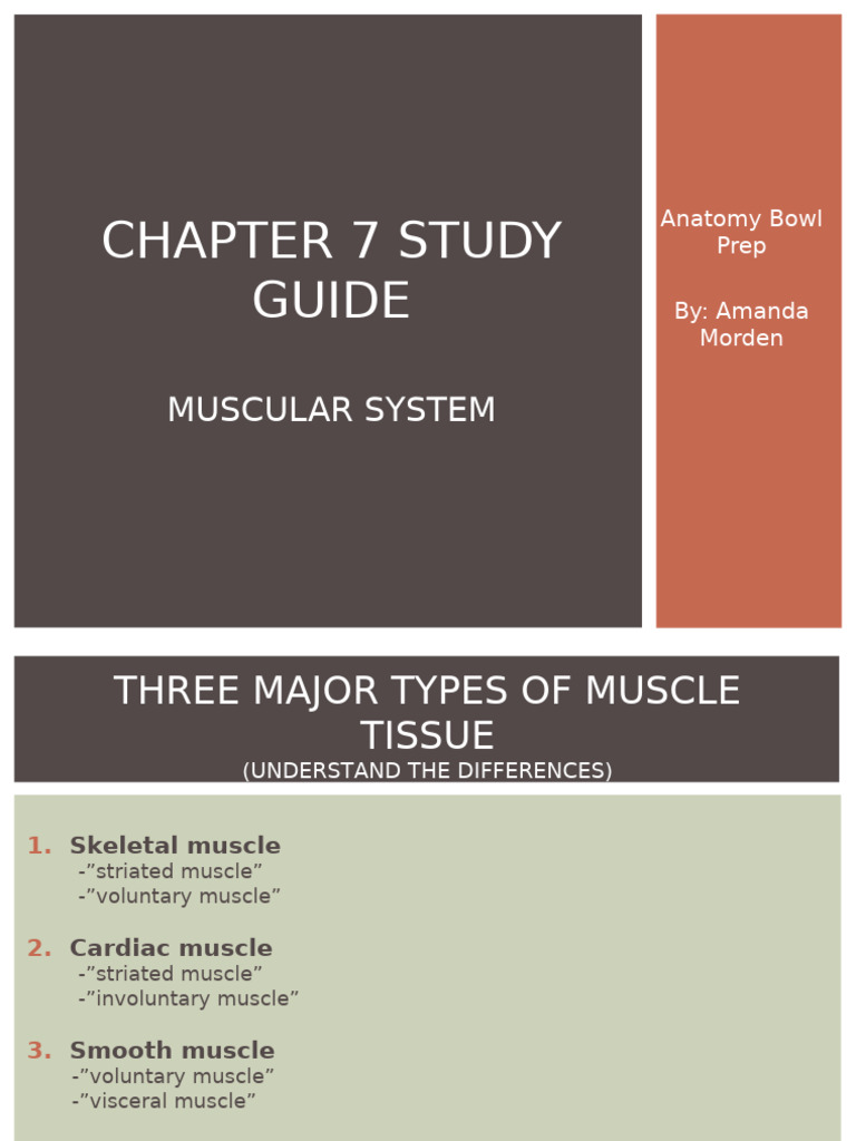 Chapter 7 Study Guide | PDF | Anatomical Terms Of Motion | Muscle