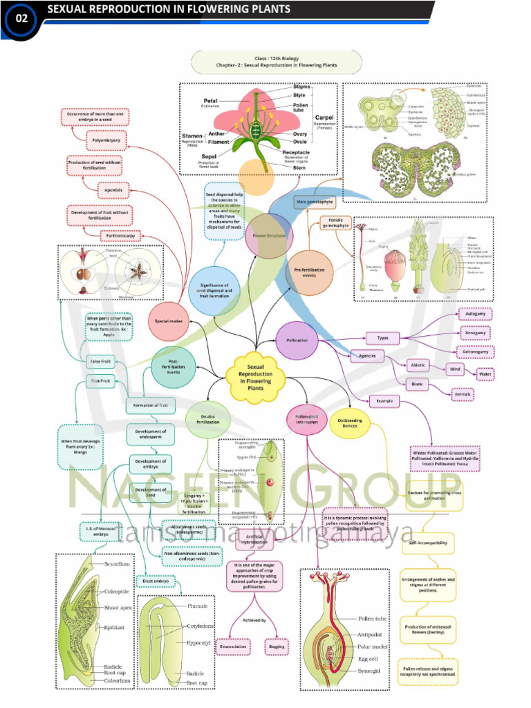 Mind Map: Sexual Reproduction in Plants | PDF | Career & Growth
