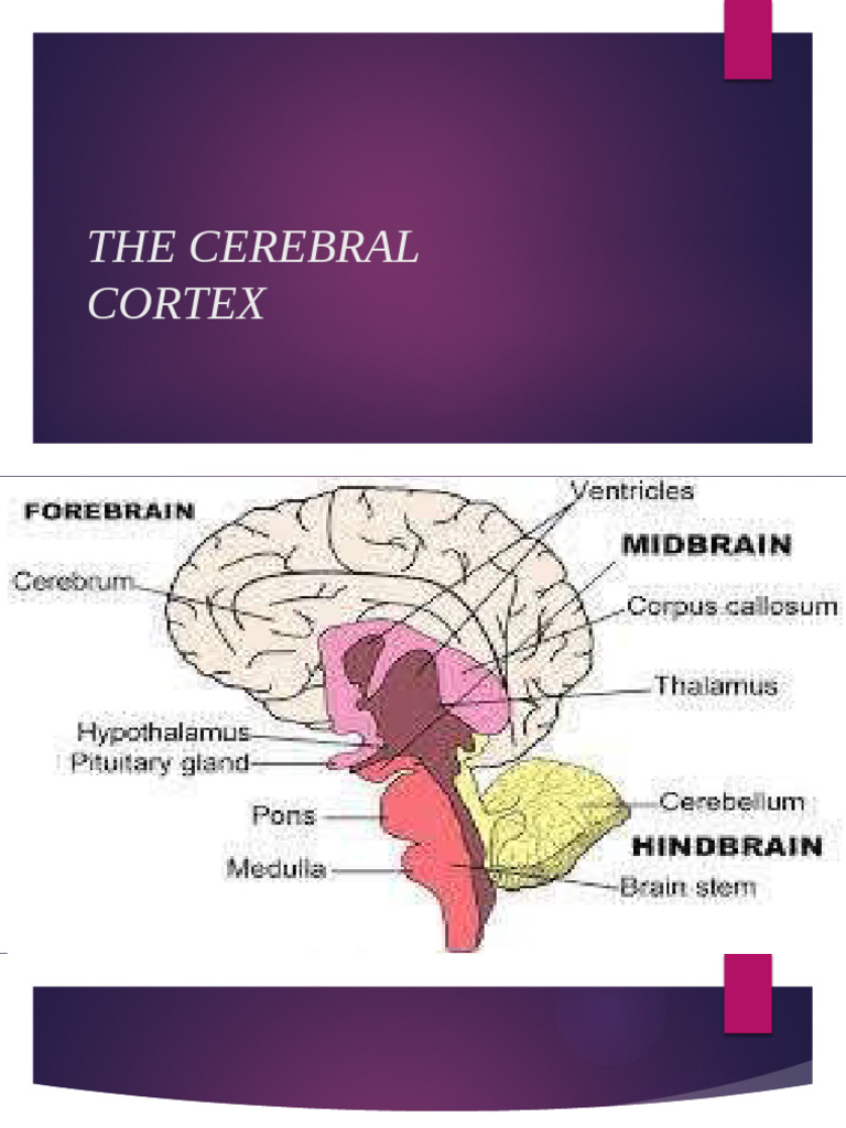 The Cerebral Cortex | PDF | Cerebral Cortex | Cerebrum