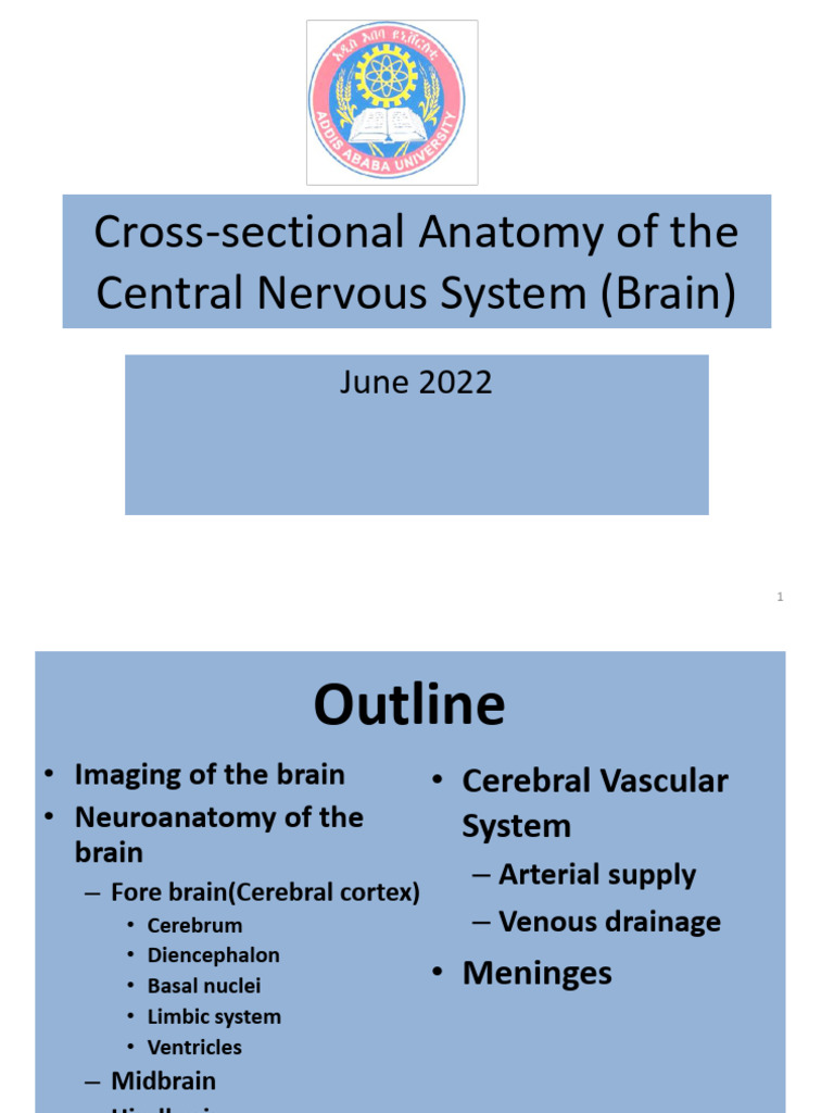 Brain For Mrt-blein+Dr - Ahmed 2022 | PDF | Cerebral Cortex | Thalamus