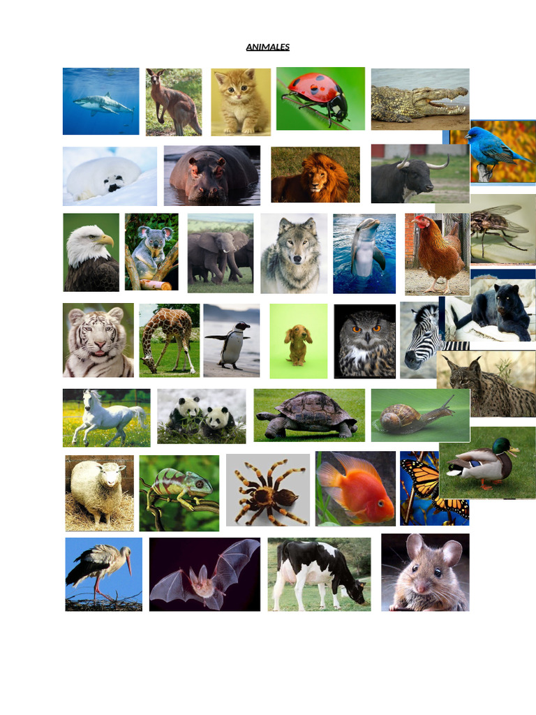 Lámina Animales | PDF