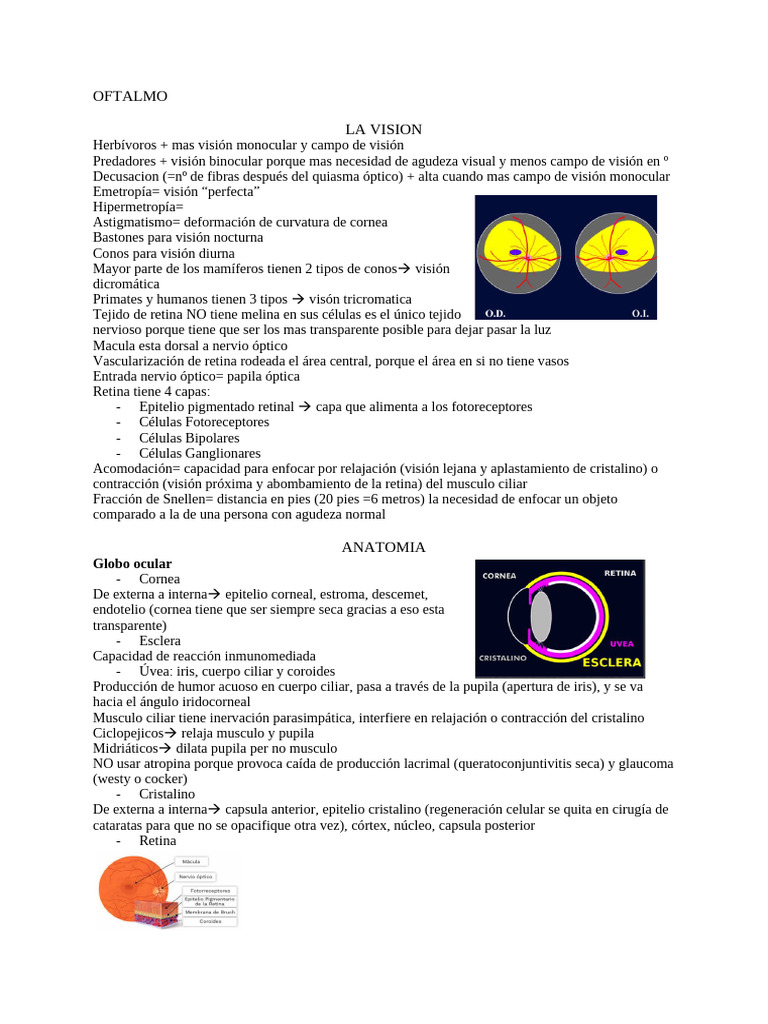 OFTALMO | PDF | Percepción visual | Córnea