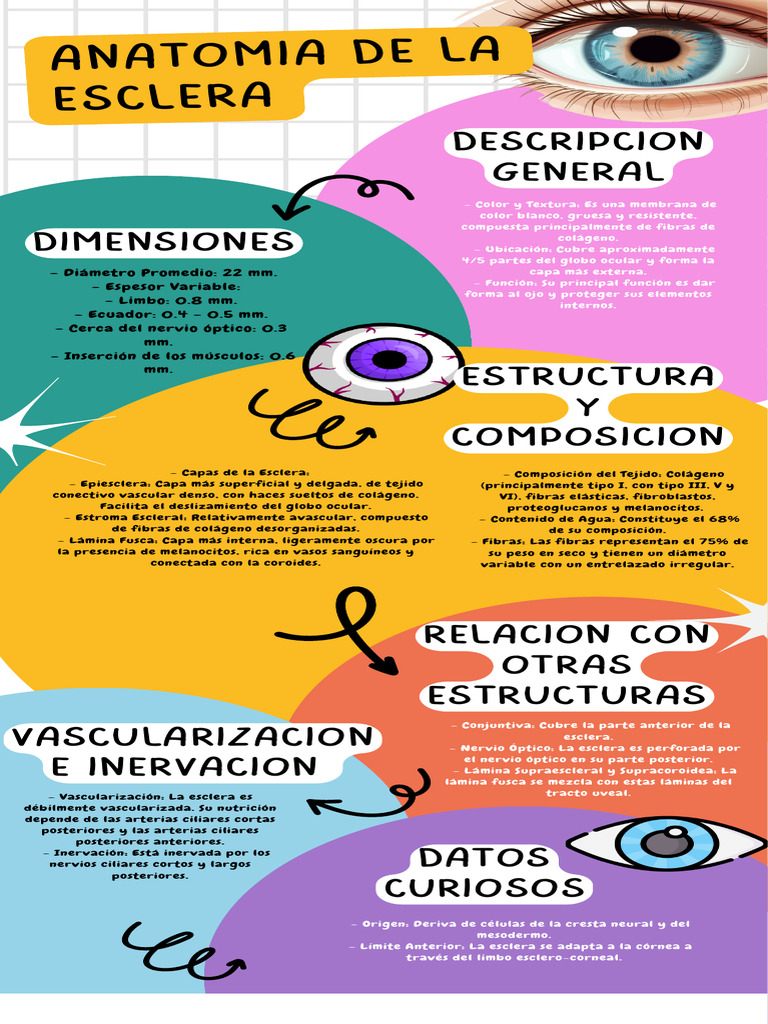 Anatomía de La Esclera | PDF | Ojo | Córnea