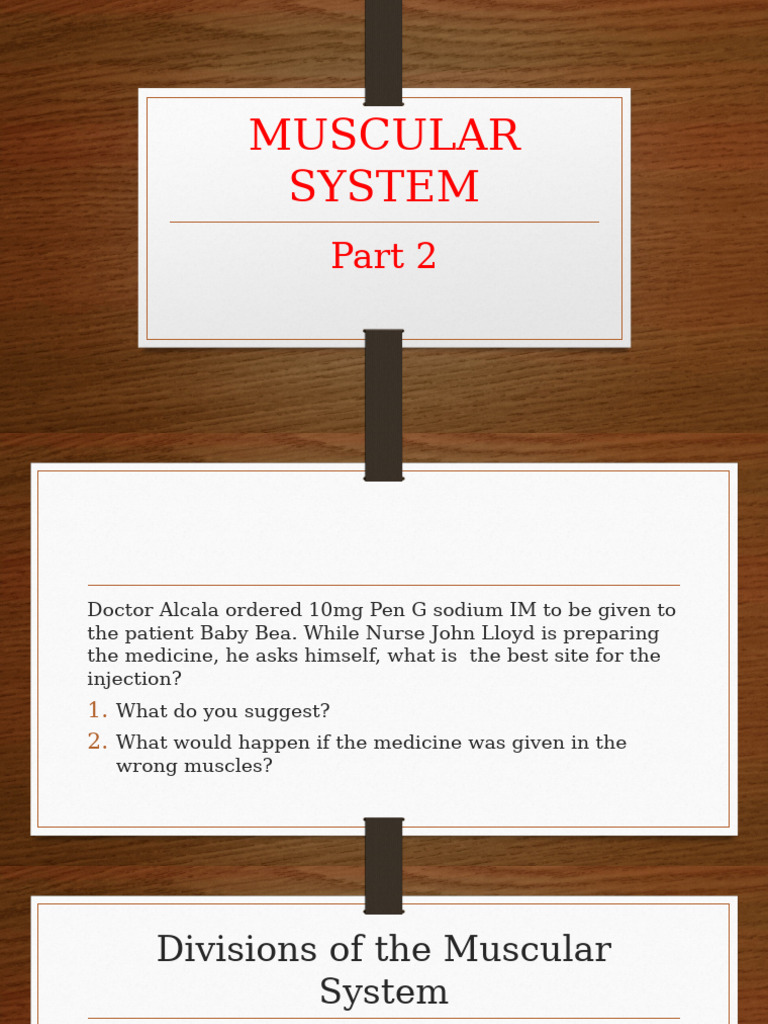 Muscular System 2 PPT Dean - Updated | PDF | Foot | Thumb