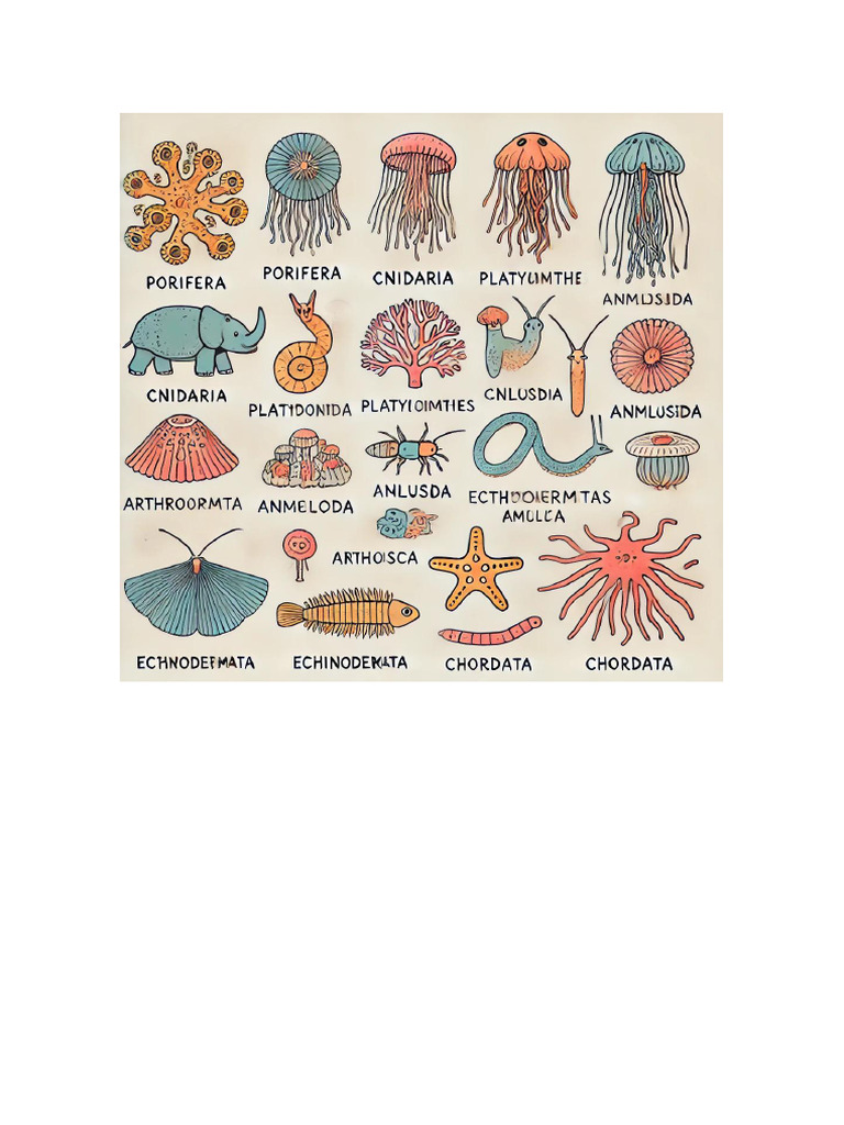 Kingdom Animalia Study Notes Enhanced | PDF