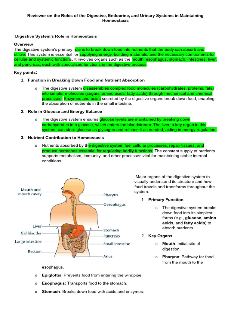 Homeostasis: Digestive, Endocrine, Urinary Roles | PDF | Digestion ...