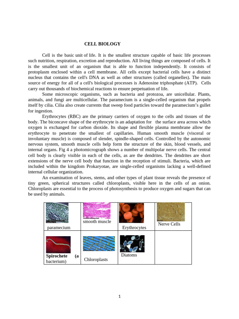 Cell Bio & Gen. I - 200L 2022:42109 Zoology Department | PDF | Meiosis ...