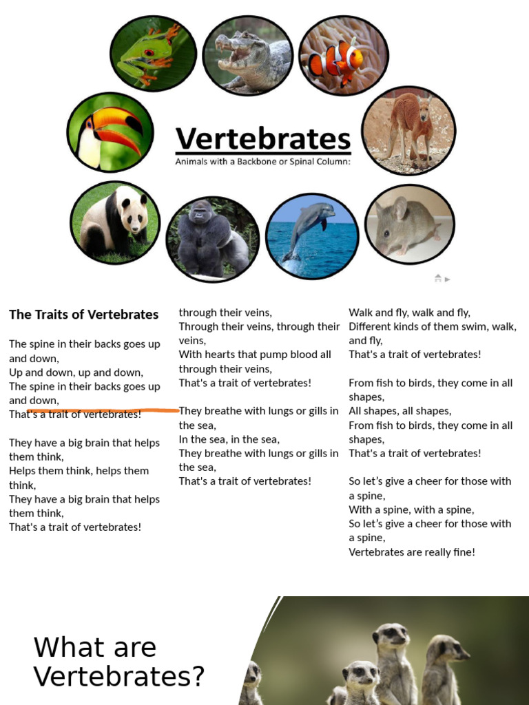 Vertebrates The Backbone of The Animal Kingdom | PDF | Vertebral Column ...