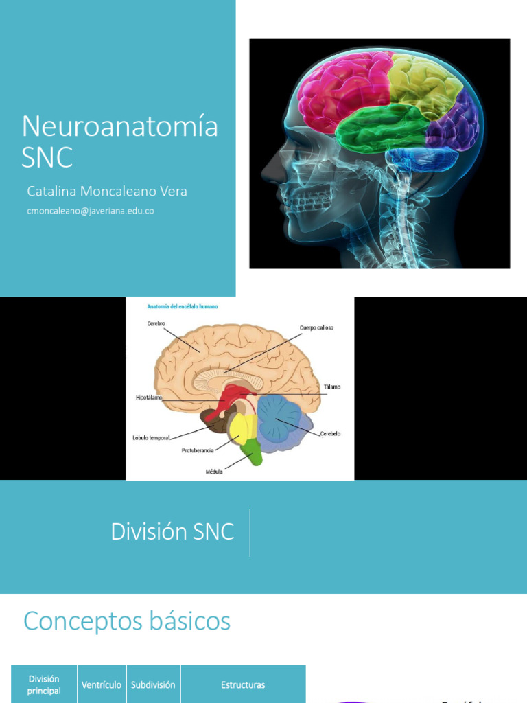 División y Funciones del SNC | PDF | Cerebelo | Cerebro