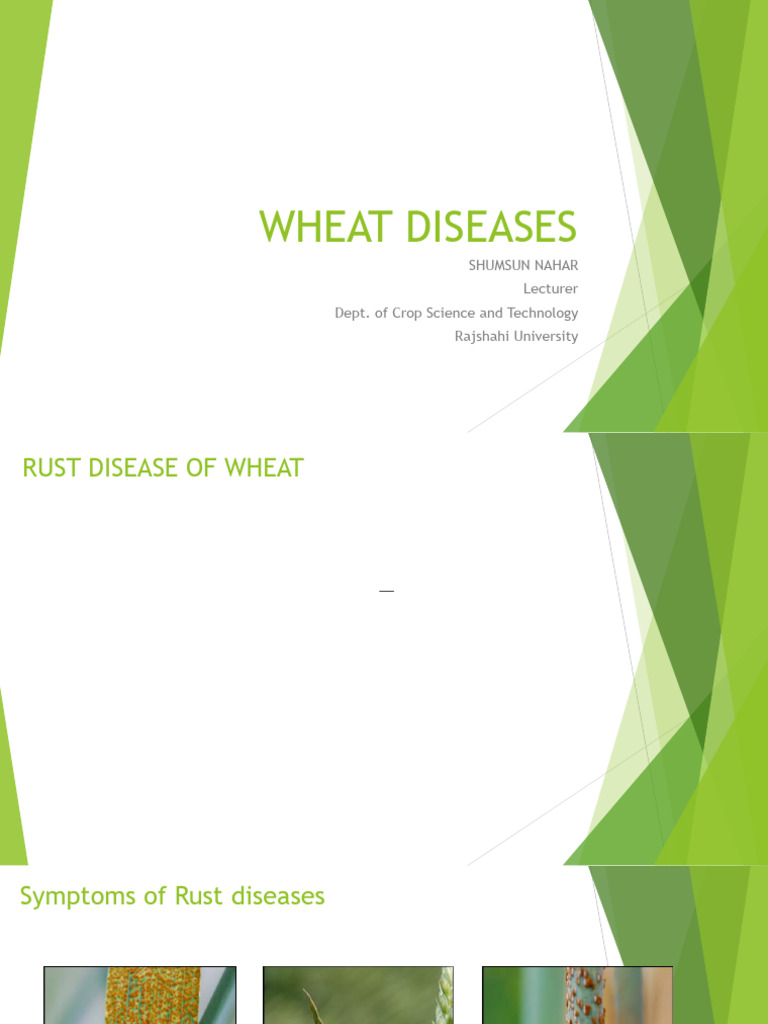 Wheat Diseases | PDF | Wheat | Plants