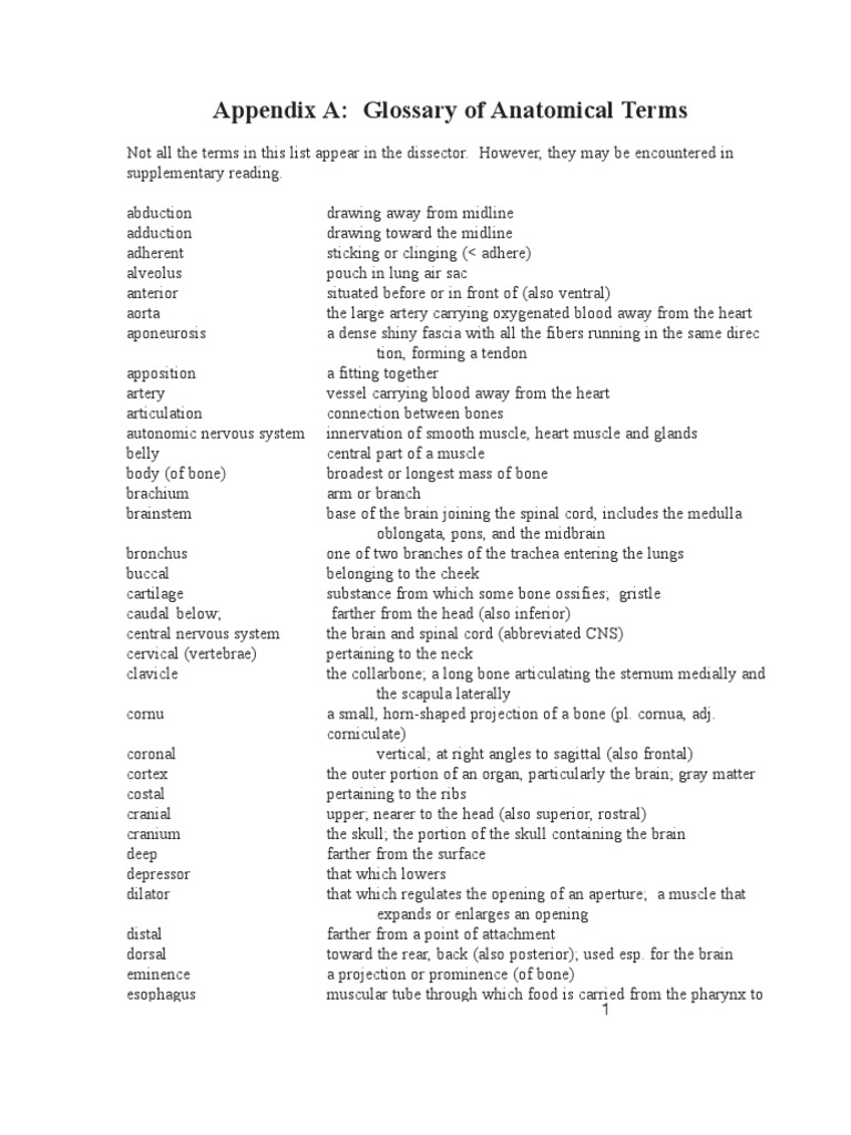Appendix A: Glossary of Anatomical Terms | PDF | Neck | Anatomical ...