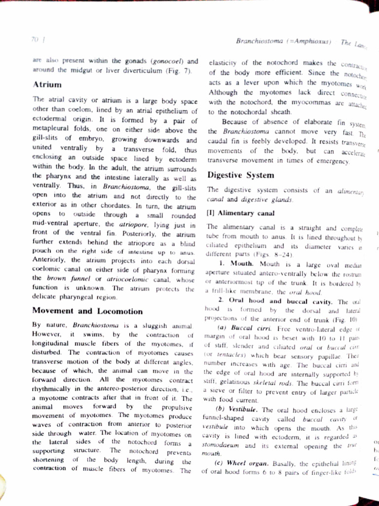 Amphioxus Pharyngeal and Intestinal Anatomy | PDF | Anatomy