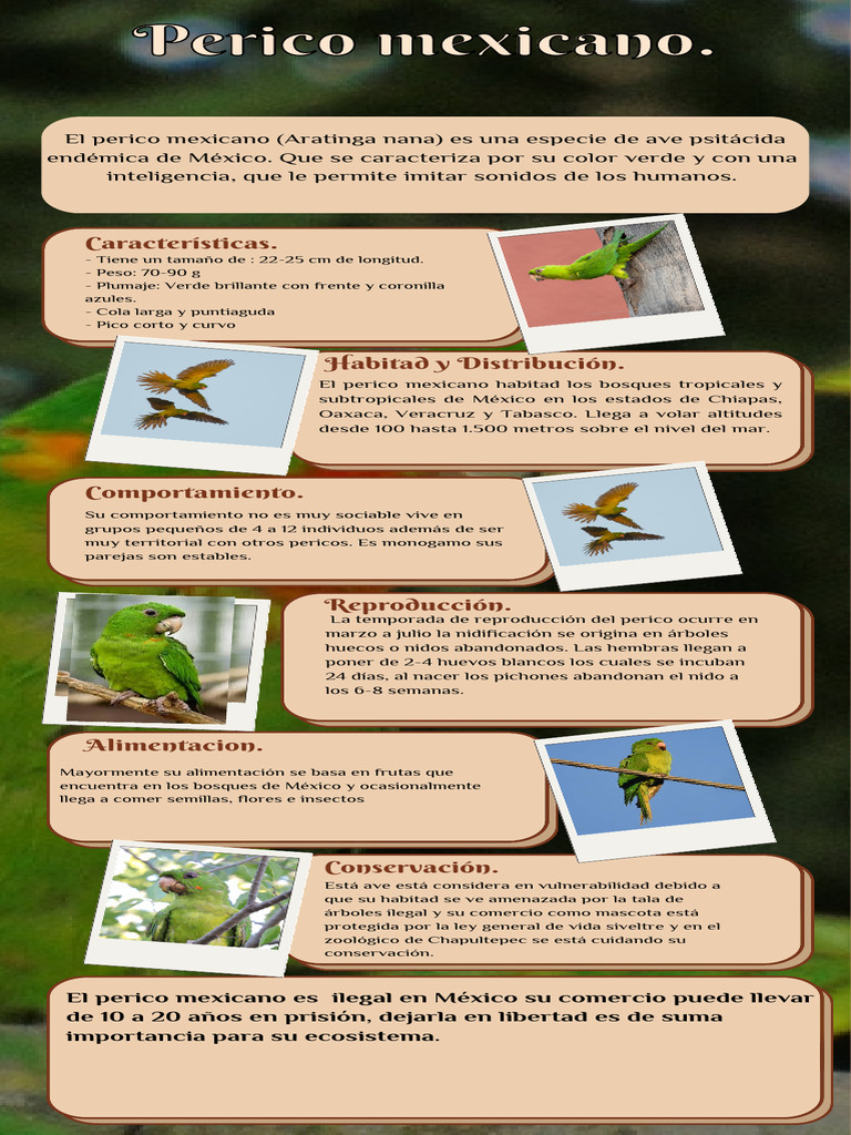 Perico Mexicano. | PDF