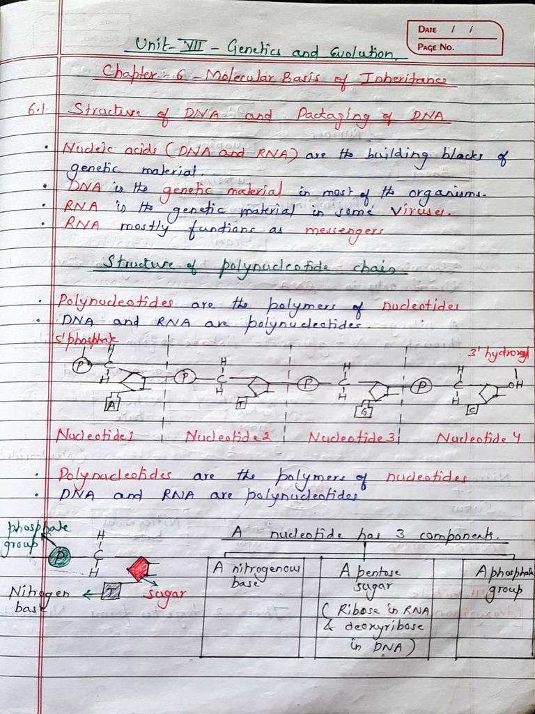 CH 5 Molecular Basis of Inheritance | PDF