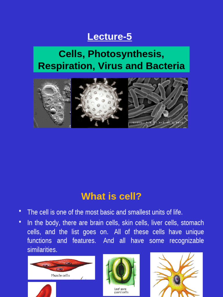 Cells, Virus & Bacteria | PDF | Cell (Biology) | Virus