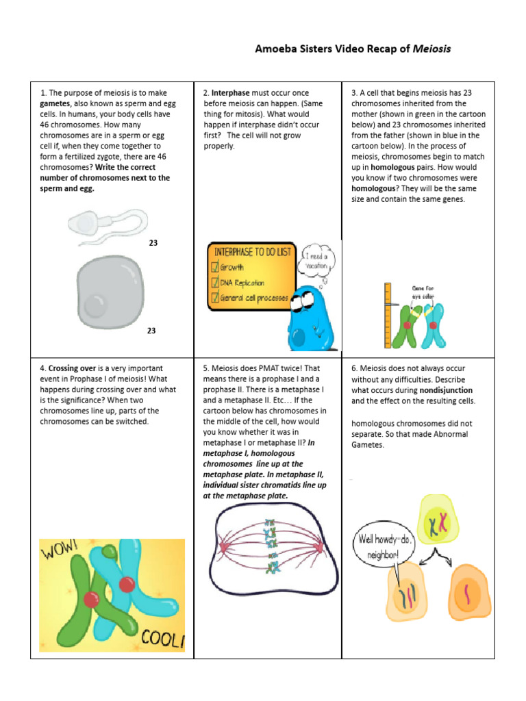 Amoeba Sisters - Meiosis | PDF | Meiosis | Mitosis