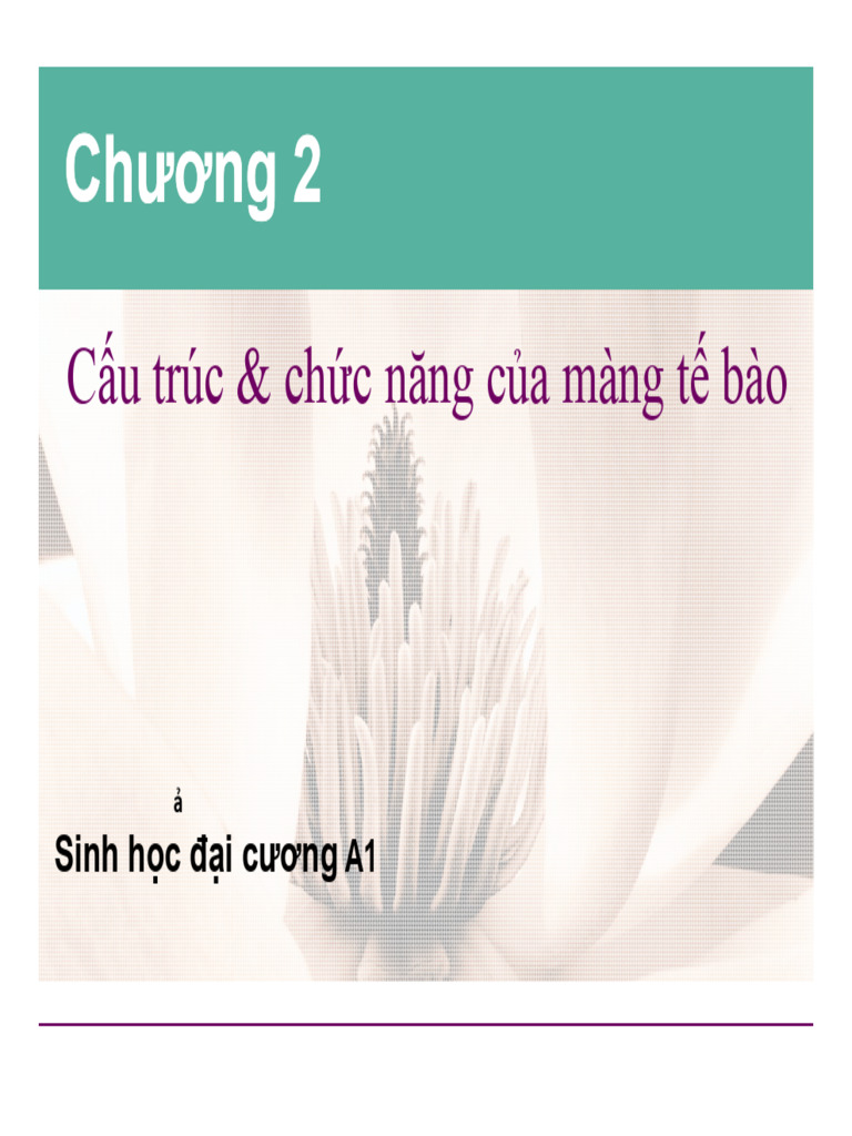 Chuong 2 Cau Truc Va Chuc Nang Cua Mang Te Bao | PDF
