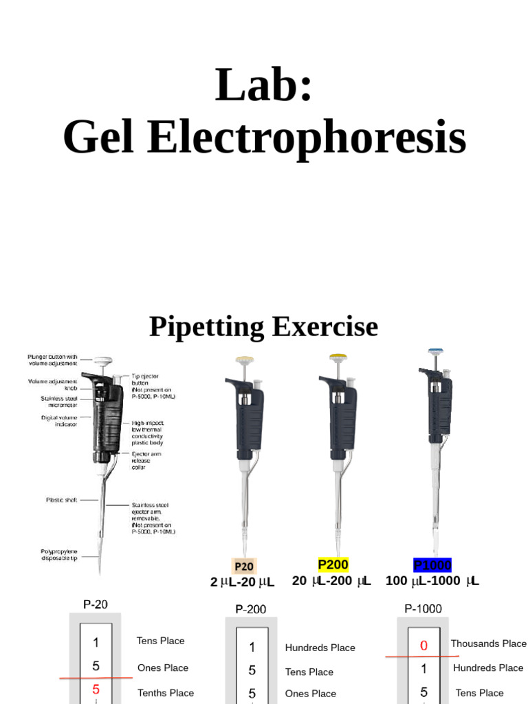 Lab Gel Electrophoresis | PDF | Gel Electrophoresis | Agarose Gel ...