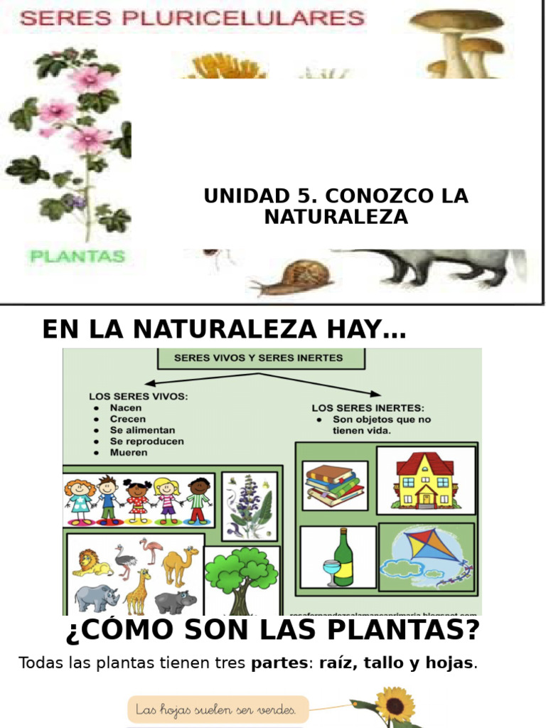 Descubriendo las Plantas | PDF