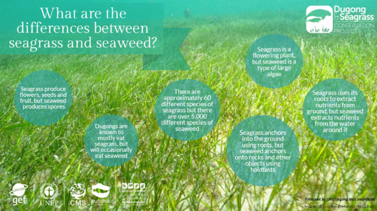 Seagrass Vs Seaweed Infographic e | PDF
