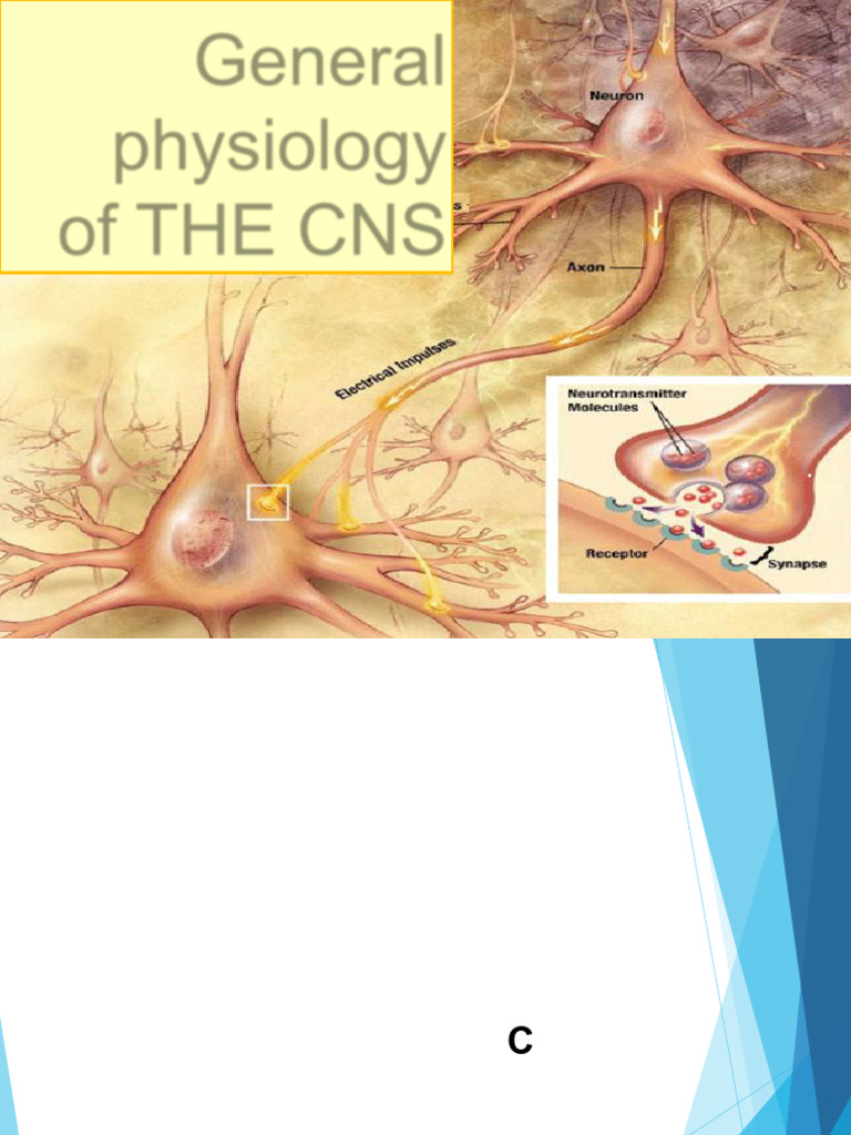 physiology of cns | PDF | Chemical Synapse | Neuron