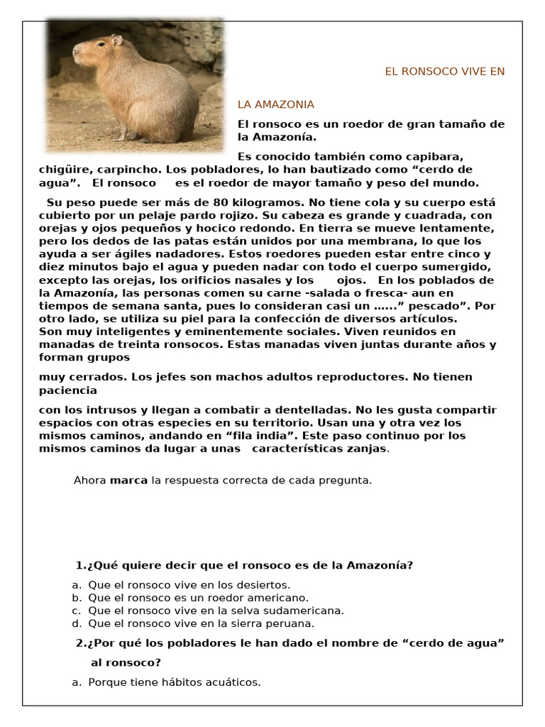 Lectura sobre el Ronsoco en la Amazonía | PDF | Roedor