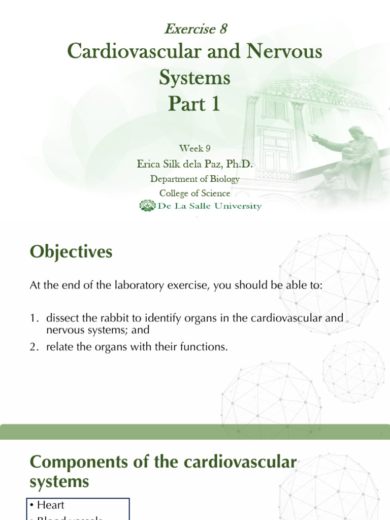 COMPLAB Exercise 8 Cardiovascular and Nervous Systems of The Rabbit Part 1 | PDF | Vein ...