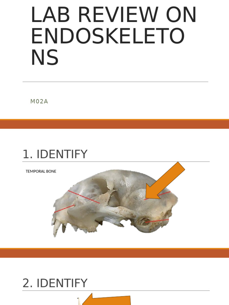 'Lab Review On Endoskeletons | PDF