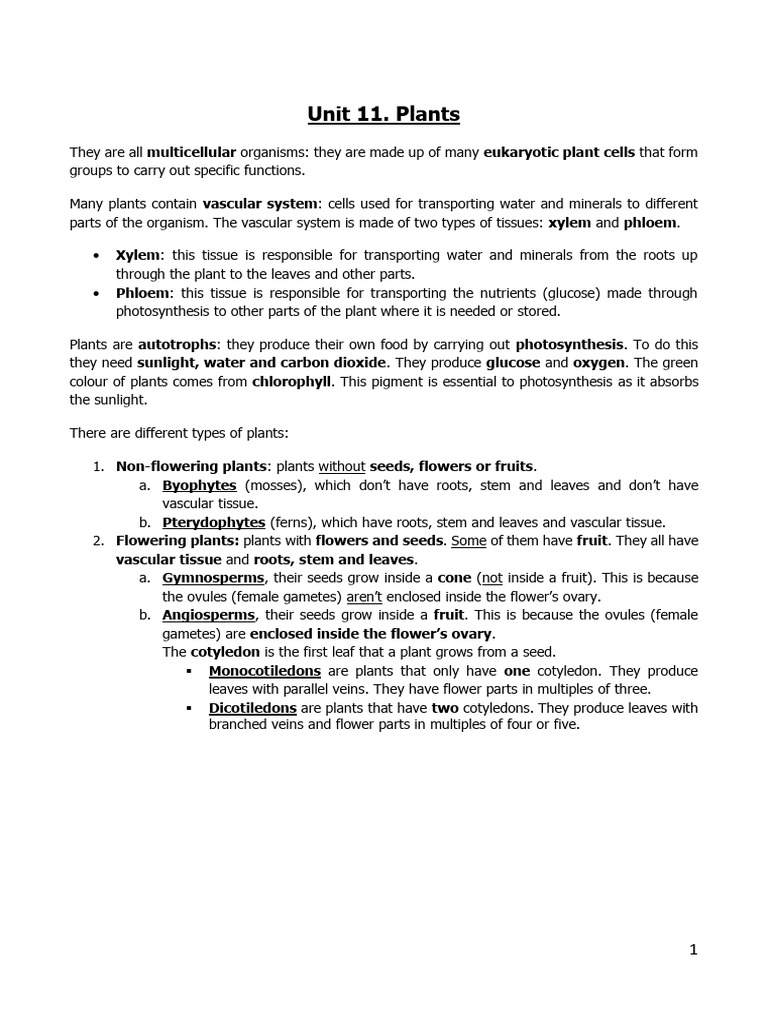UNIT 11 - Plants | PDF | Plants | Leaf