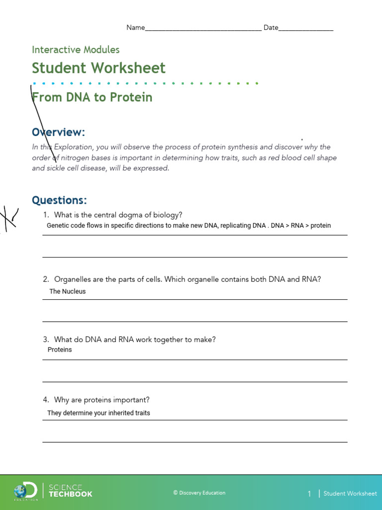Dna To Protein Worksheet DNA To Protein Worksheet Biology .pdf Name: