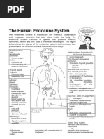 GR 12 LS Topic 7 - Human Endocrine System and Homeostasis | PDF ...
