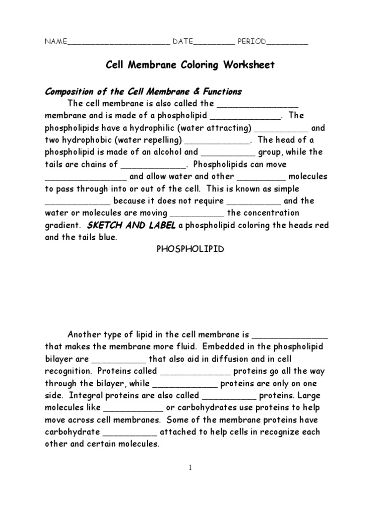 cell-membrane-coloring-worksheet-pdf-phospholipid-cell-membrane