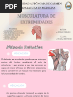 A34 Compartimentos Musculares Del Brazo y Antebrazo DR Daniel Lopez ...