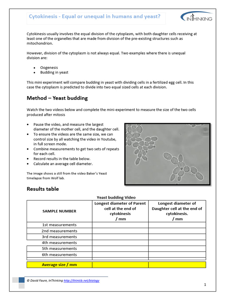 Yeast Budding vs. Equal Cytokinesis | PDF | Cell (Biology) | Yeast