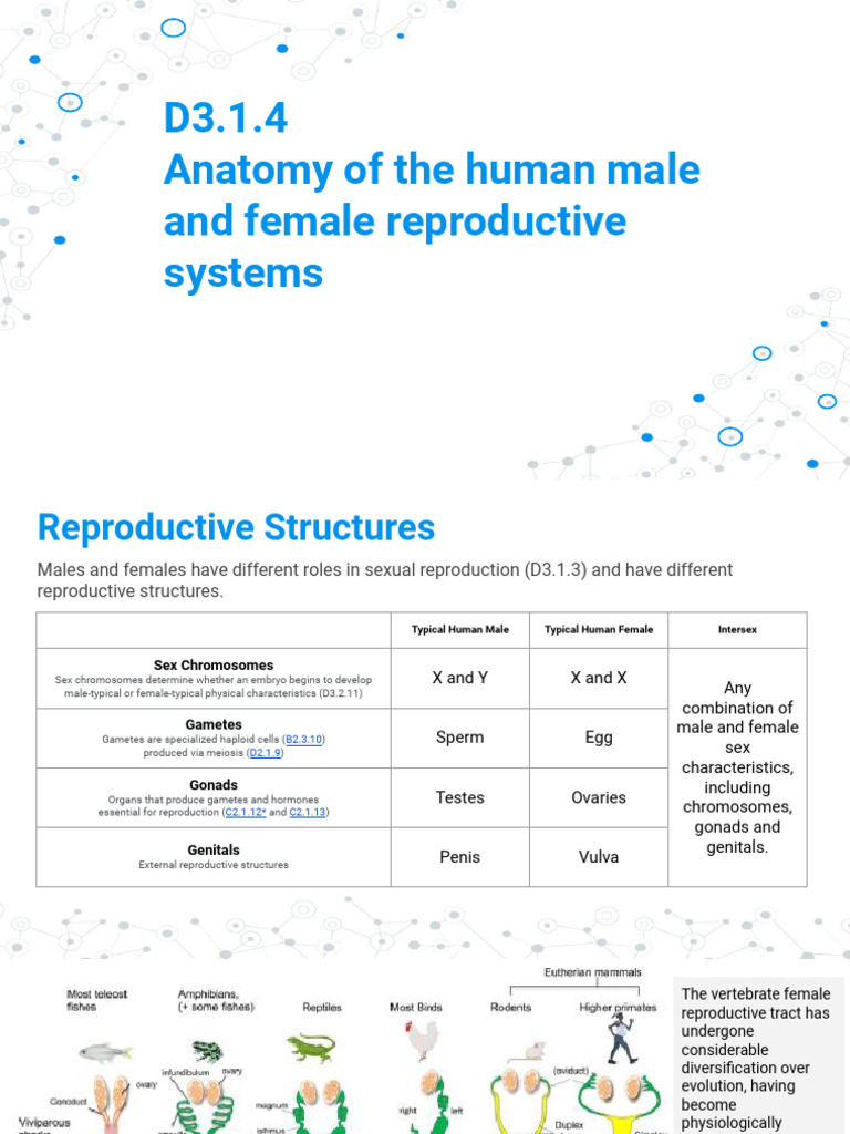 D3.1.4 Anatomy of The Human Male and Female Reproductive Systems | PDF ...