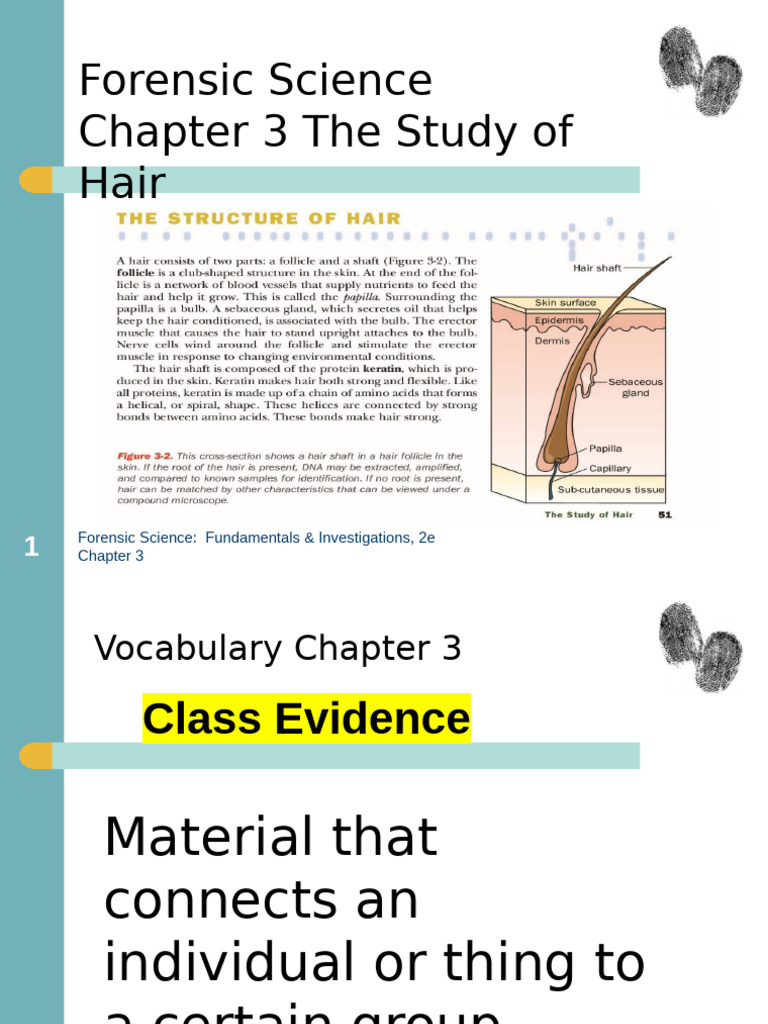 Forensic Science Chapter 3 The Study of Hair Notes | PDF | Polymerase ...