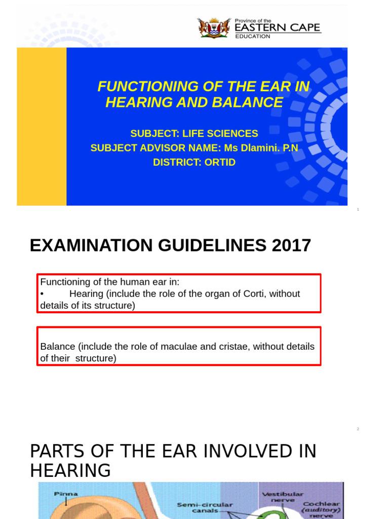 Ear Function in Hearing and Balance | PDF | Hearing | Ear