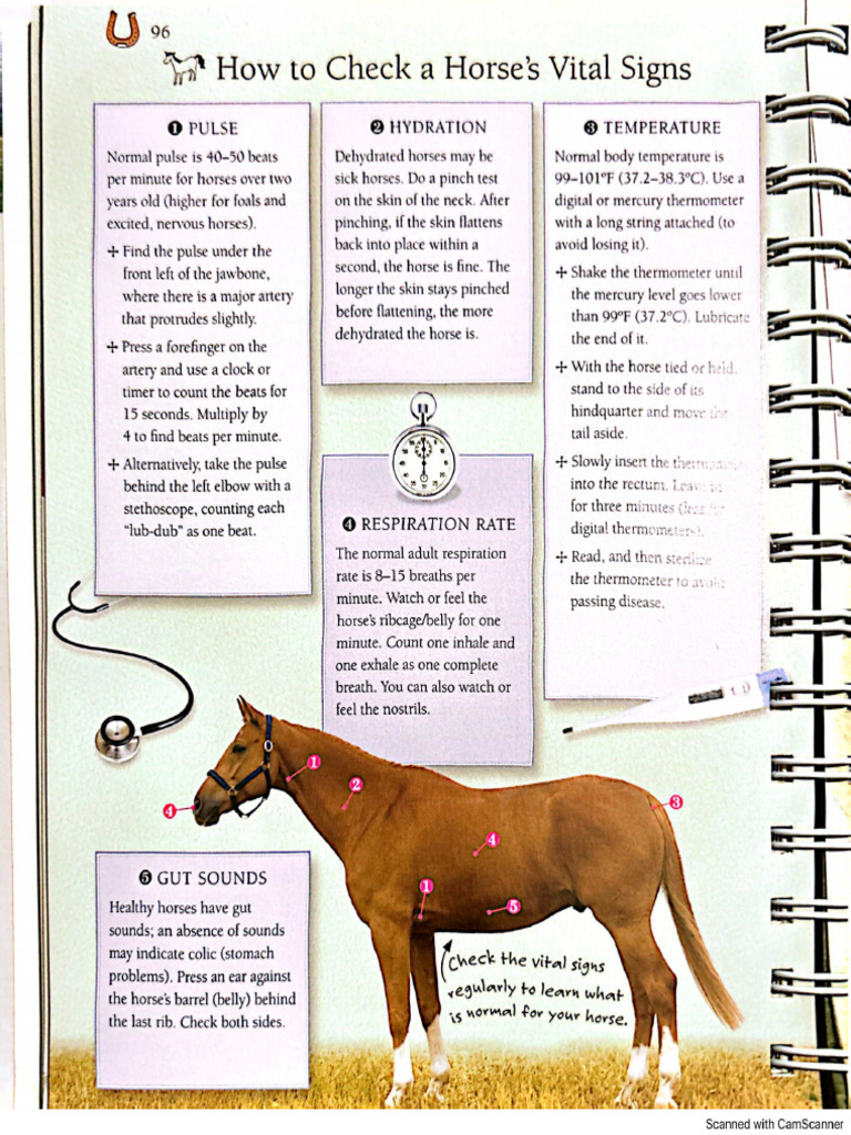 How To Check A Horse's Vital Signs | PDF