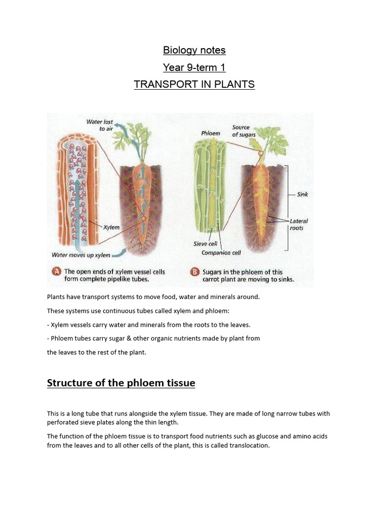 TRANSPORT IN PLANTS | PDF | Root | Leaf