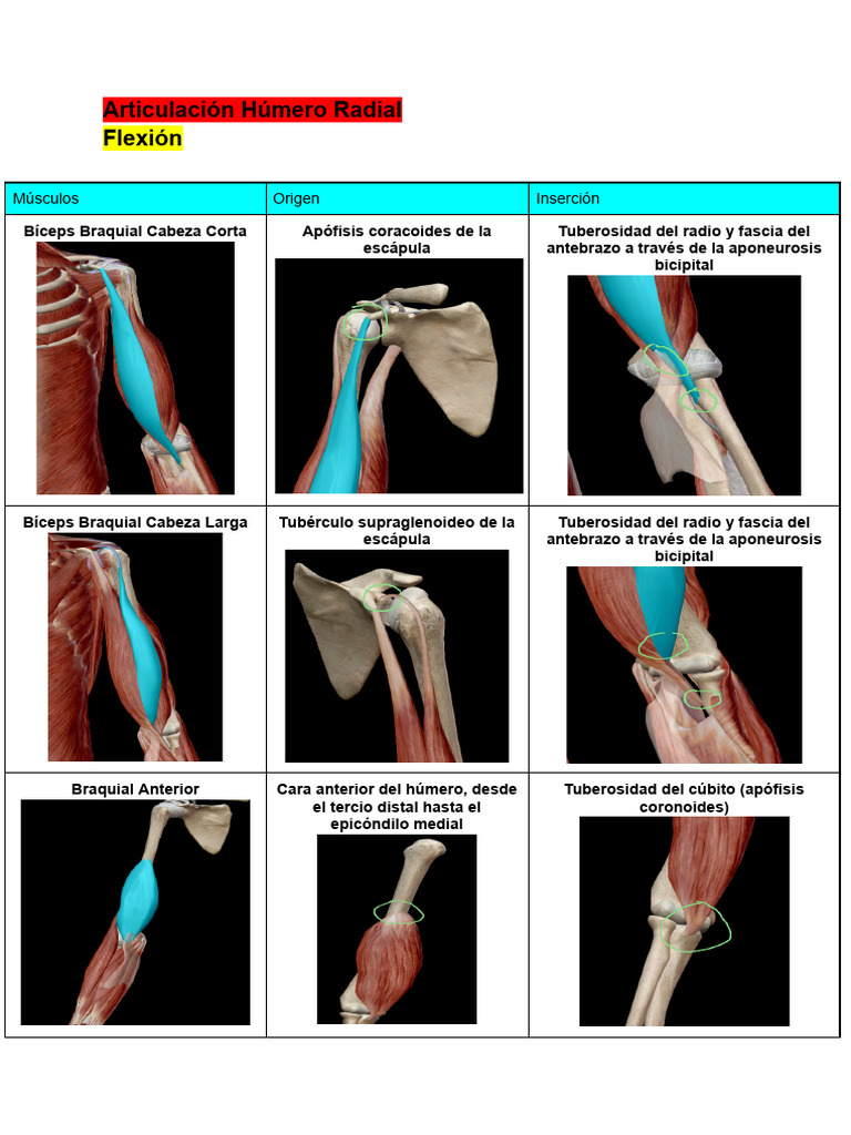 Músculos del Codo y Antebrazo: Origen e Inserción | PDF | Extremidades ...