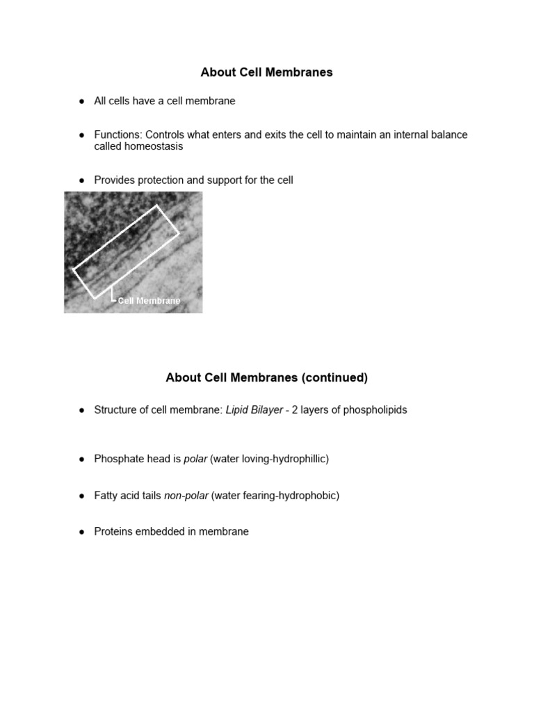 Understanding Cell Membrane Functions | PDF | Cell Membrane | Osmosis