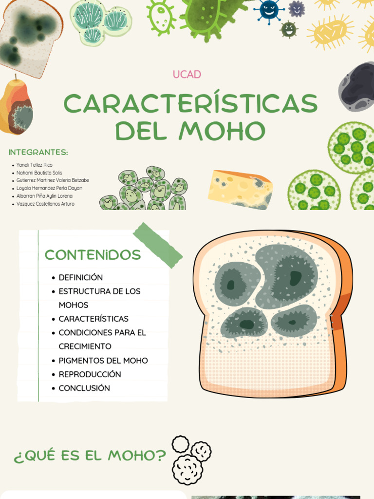 Presentación Mohos PDF | PDF | Molde | Micotoxinas