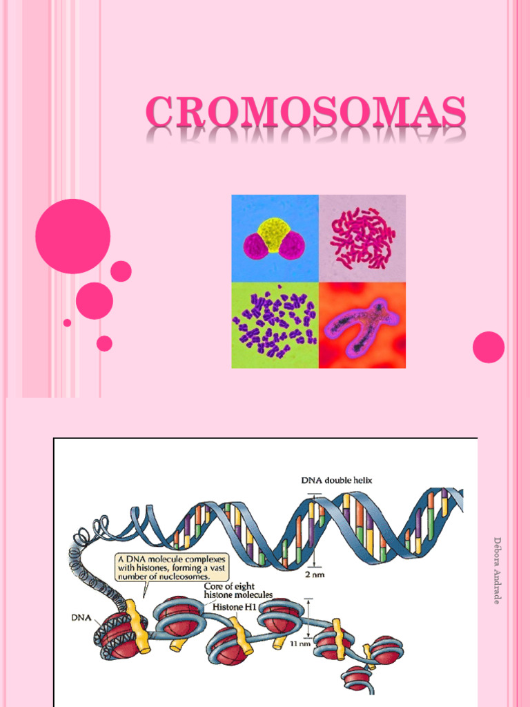 Cromosomas | PDF | Cromosoma | Cariotipo