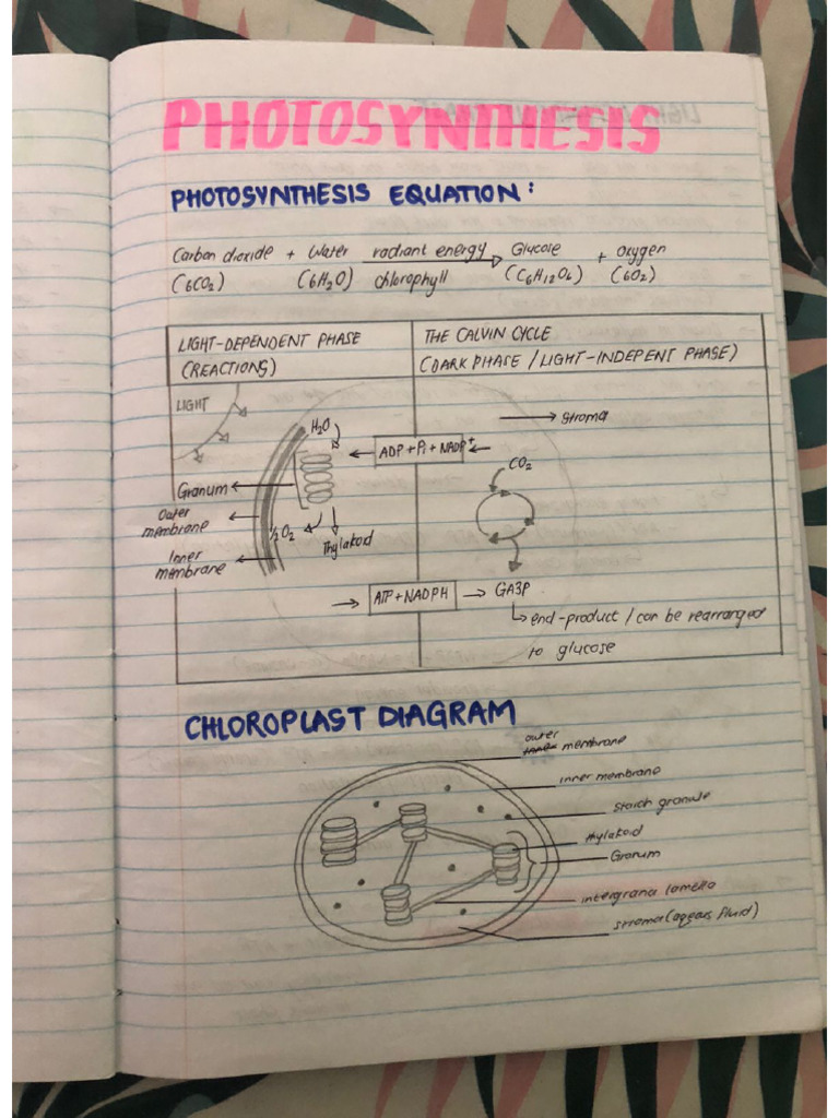 Life Sciences Paper 1 Notes | PDF