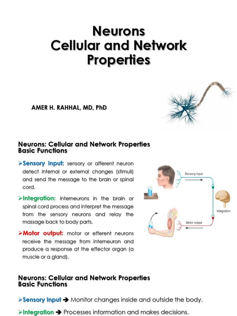 Neurons: Functions and Classifications | PDF | Action Potential | Membrane Potential