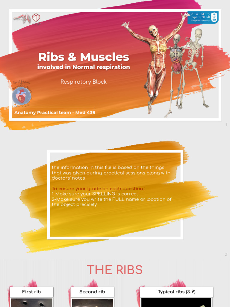 1 - Ribs & Muscles Involved in Respiration | PDF | Skeletal System ...