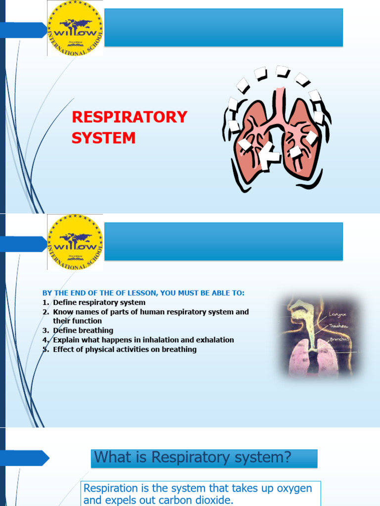 GR 7 Respiratory System - Lesson 1 | PDF | Respiratory System ...
